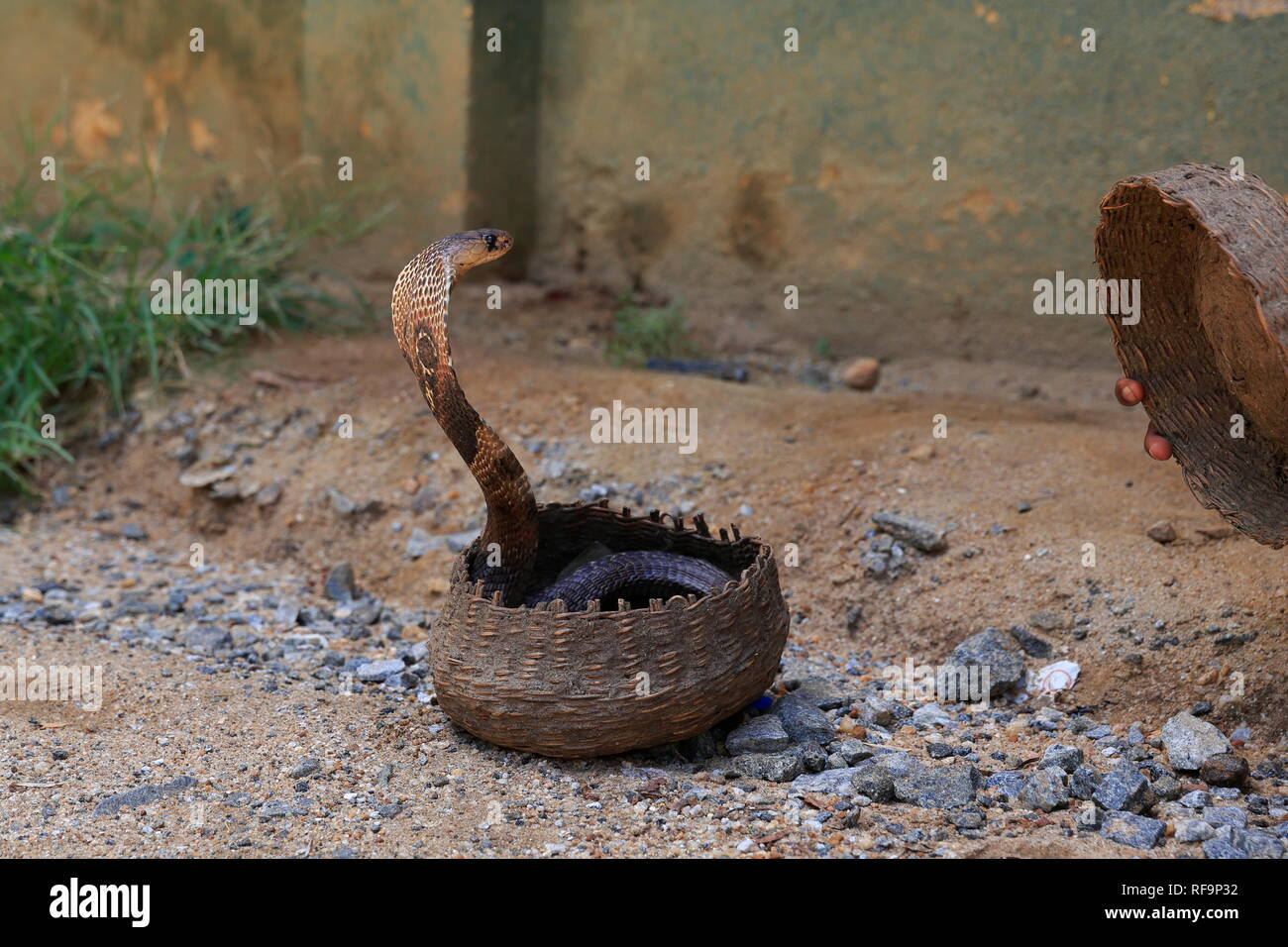 King Cobra with Snake charmer, Sri Lanka Stock Photo - Alamy