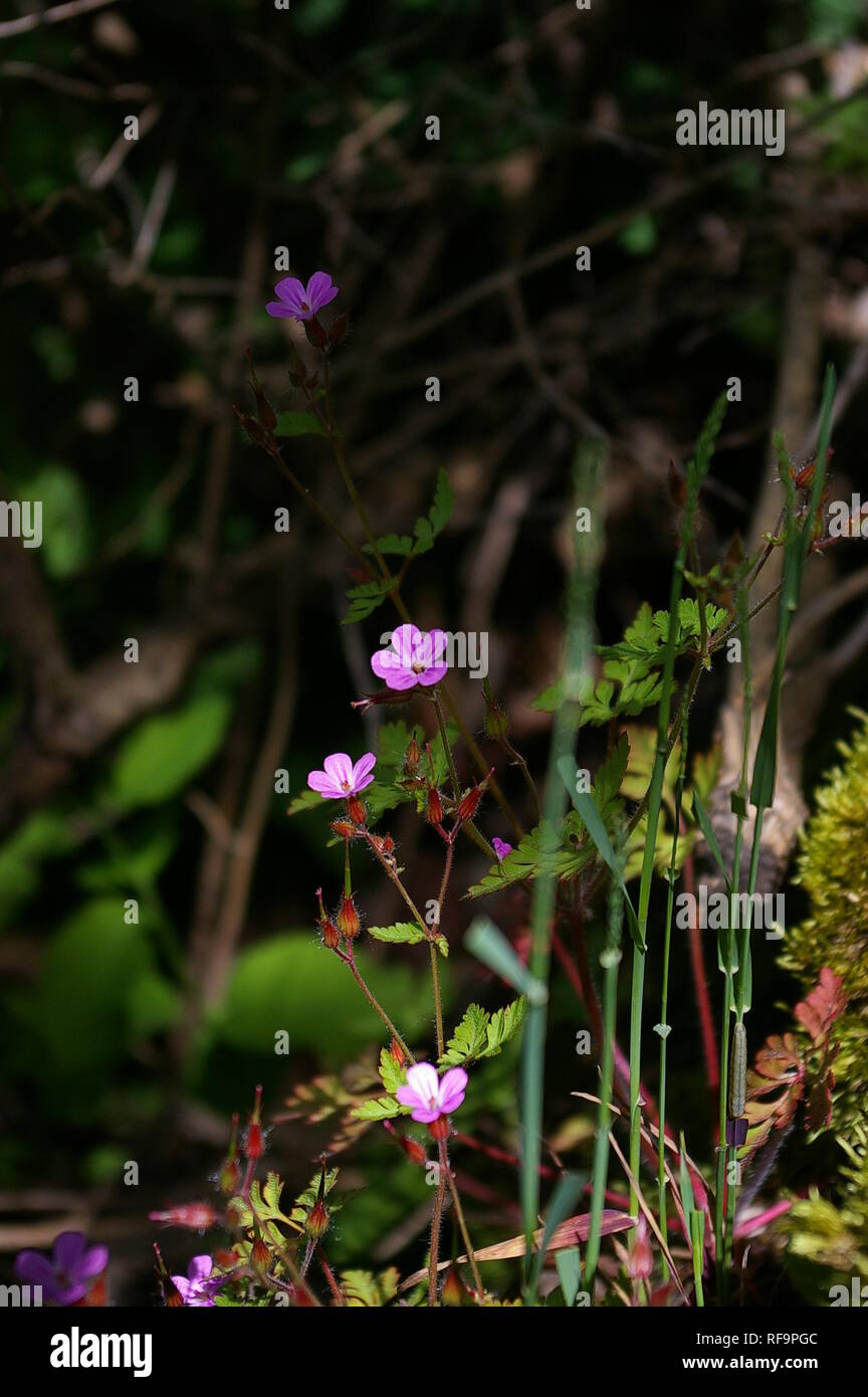 Close up series hi-res stock photography and images - Alamy