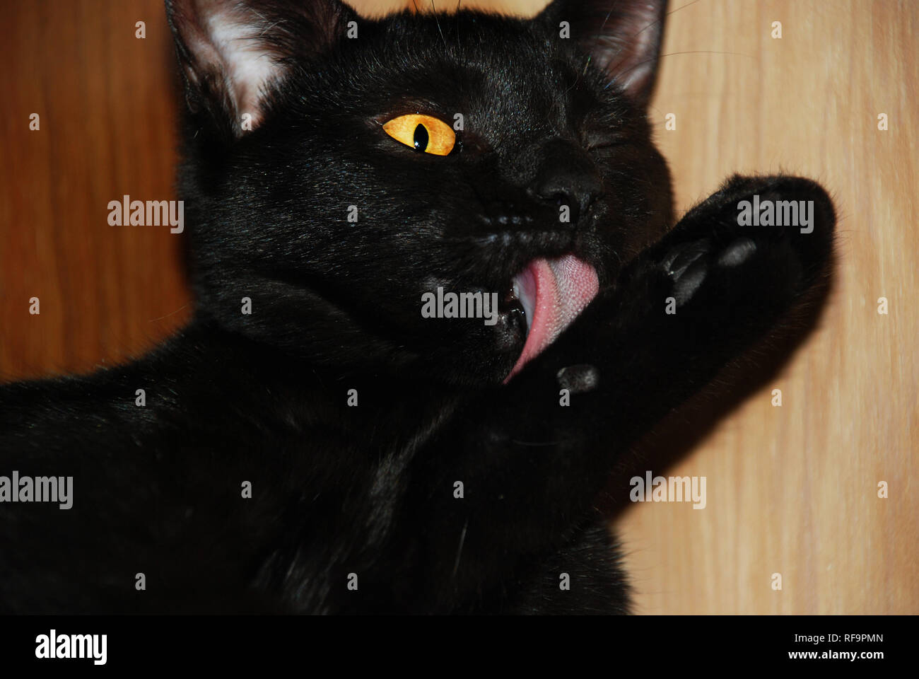 Licking toes hi-res stock photography and images - Alamy