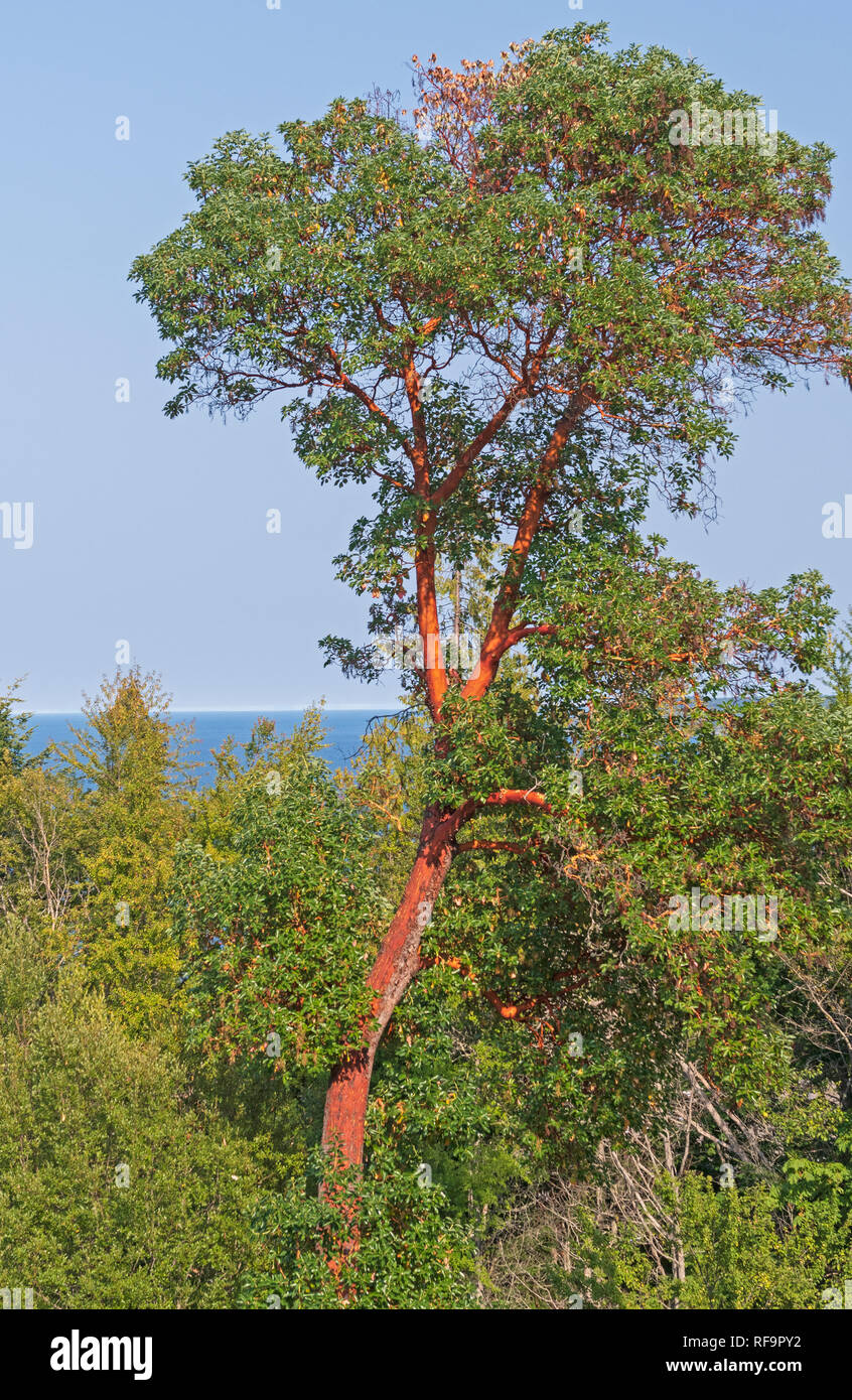 Madrone tree hi-res stock photography and images - Alamy