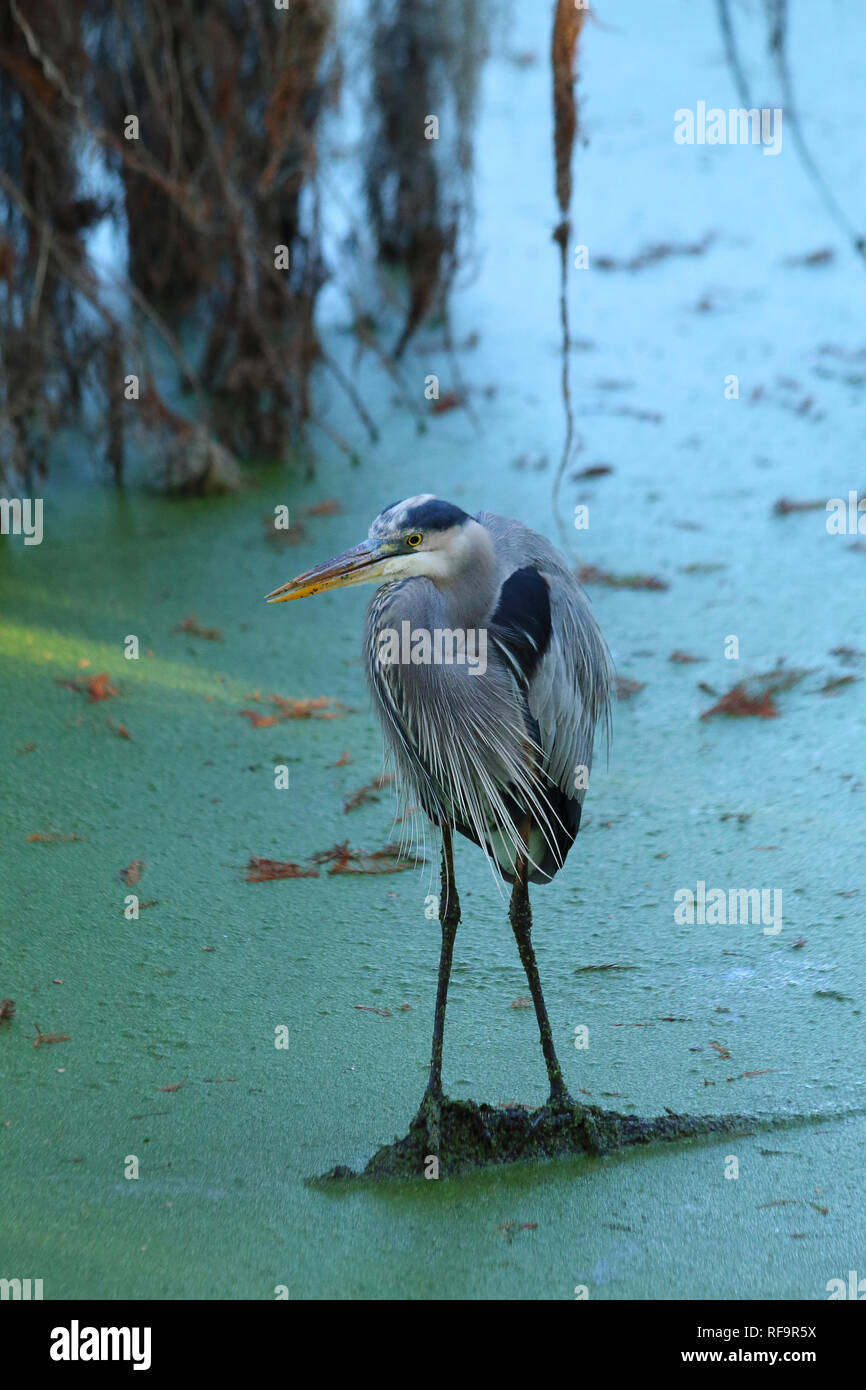 Heron resting at a wetland Stock Photo - Alamy