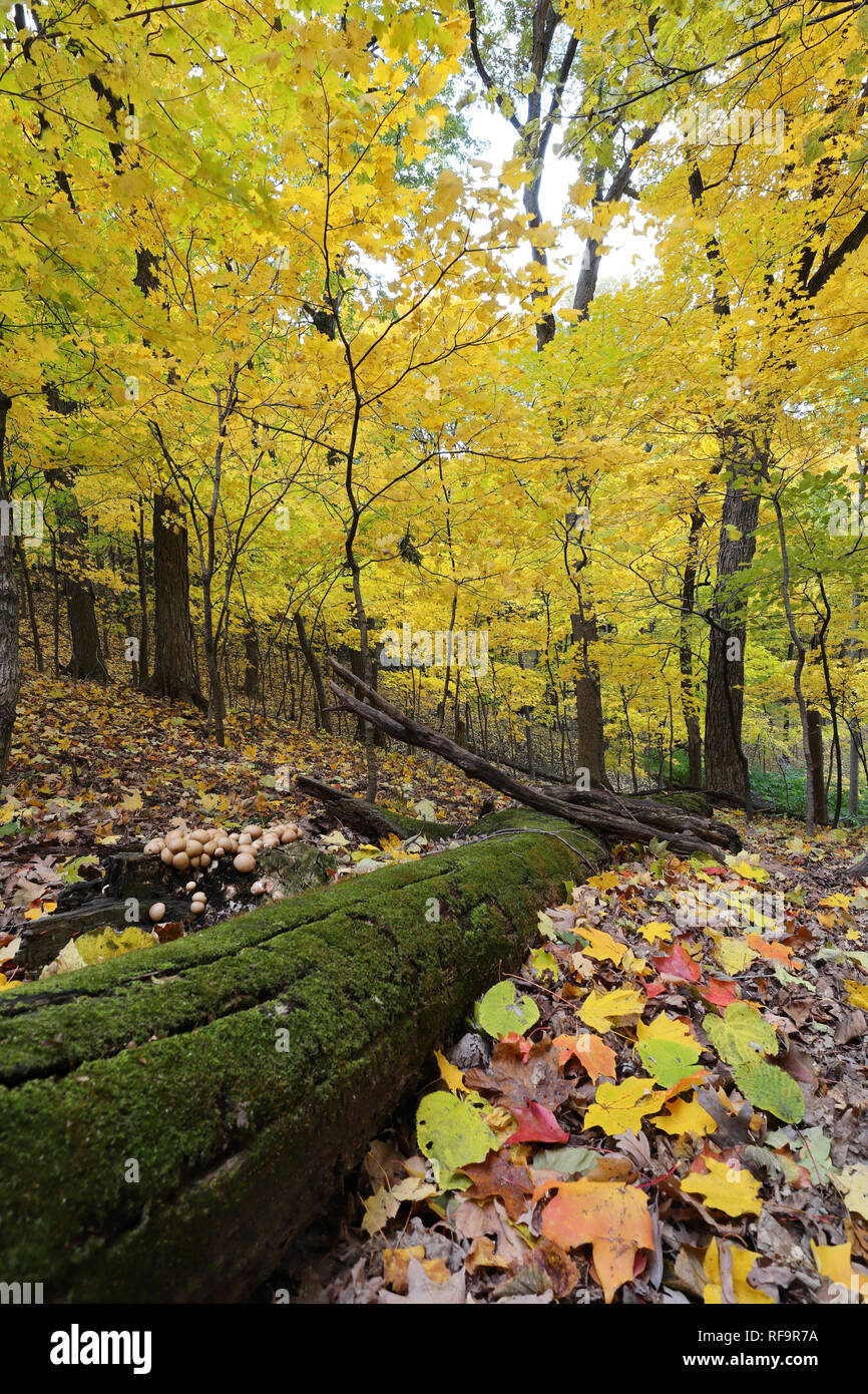 A maple forest in peak autumn colors Stock Photo - Alamy