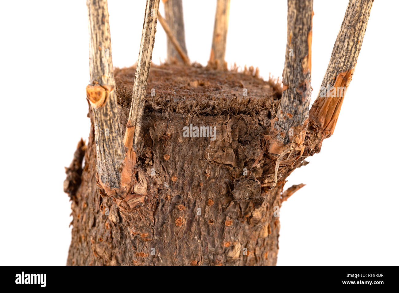 faded plant of Pachira macrocarpa close up on white background Stock ...