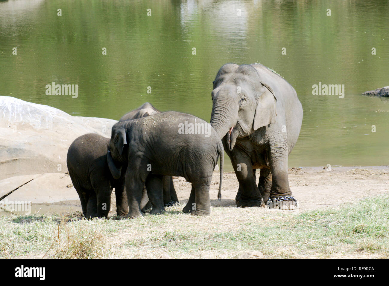 Herd elephants elephas maximus hi-res stock photography and images - Alamy