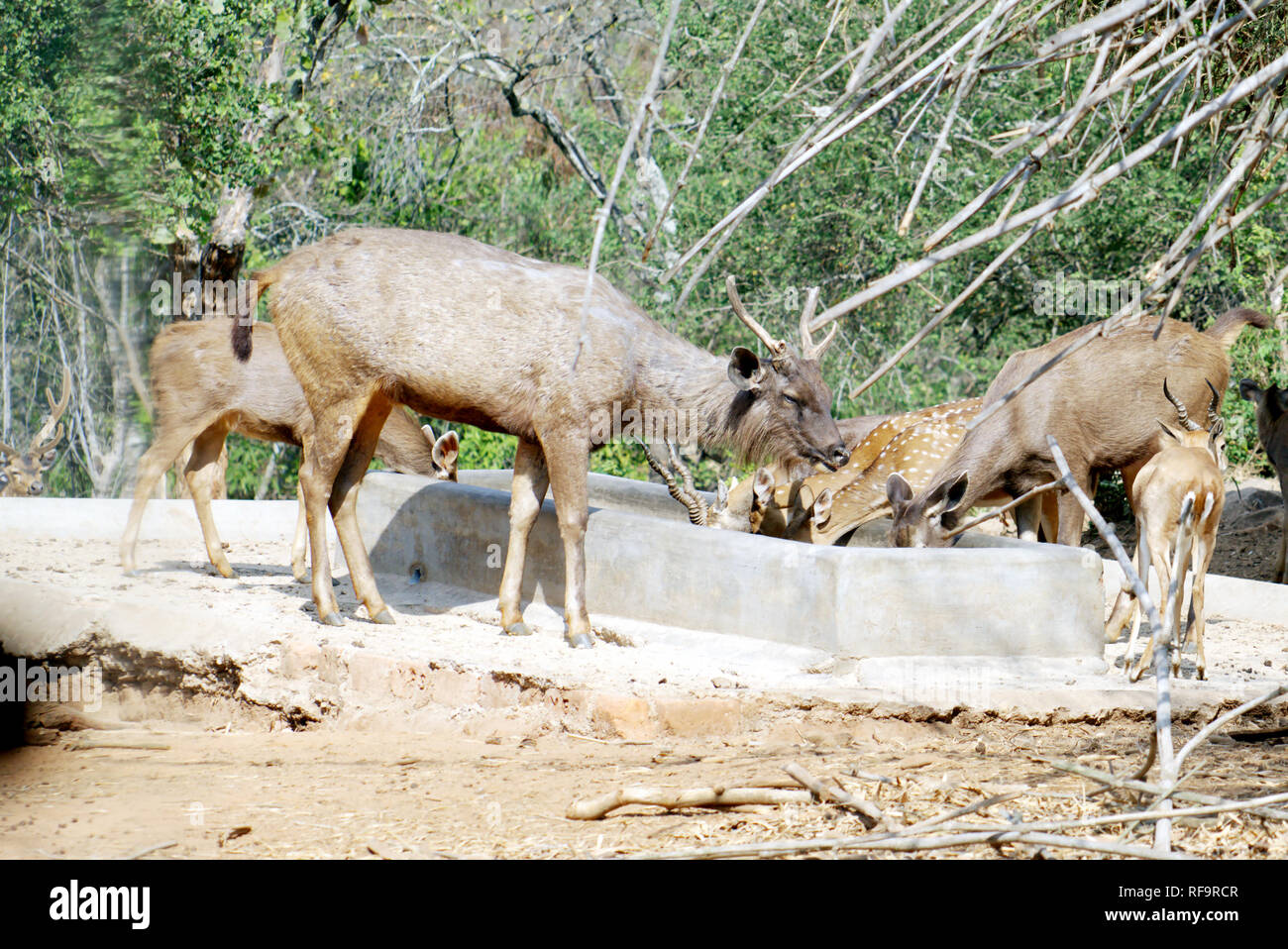 Spotted Wild Animal Of India High Resolution Stock Photography and ...