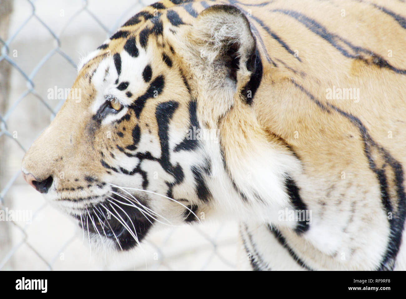 Royal bengal tiger hi-res stock photography and images - Alamy