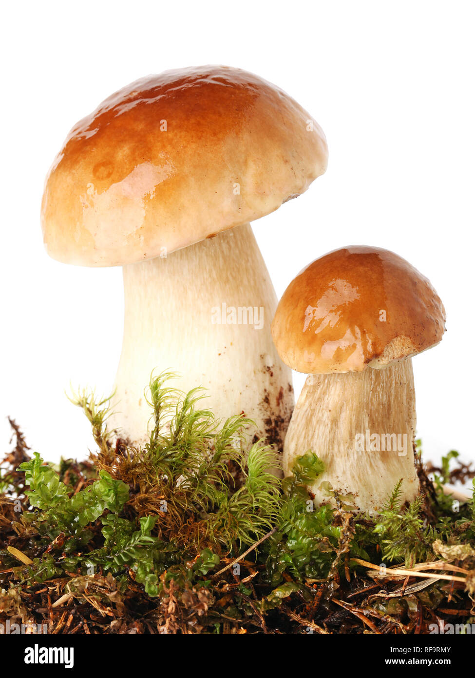 Fresh ceps on moss isolated on white Stock Photo - Alamy