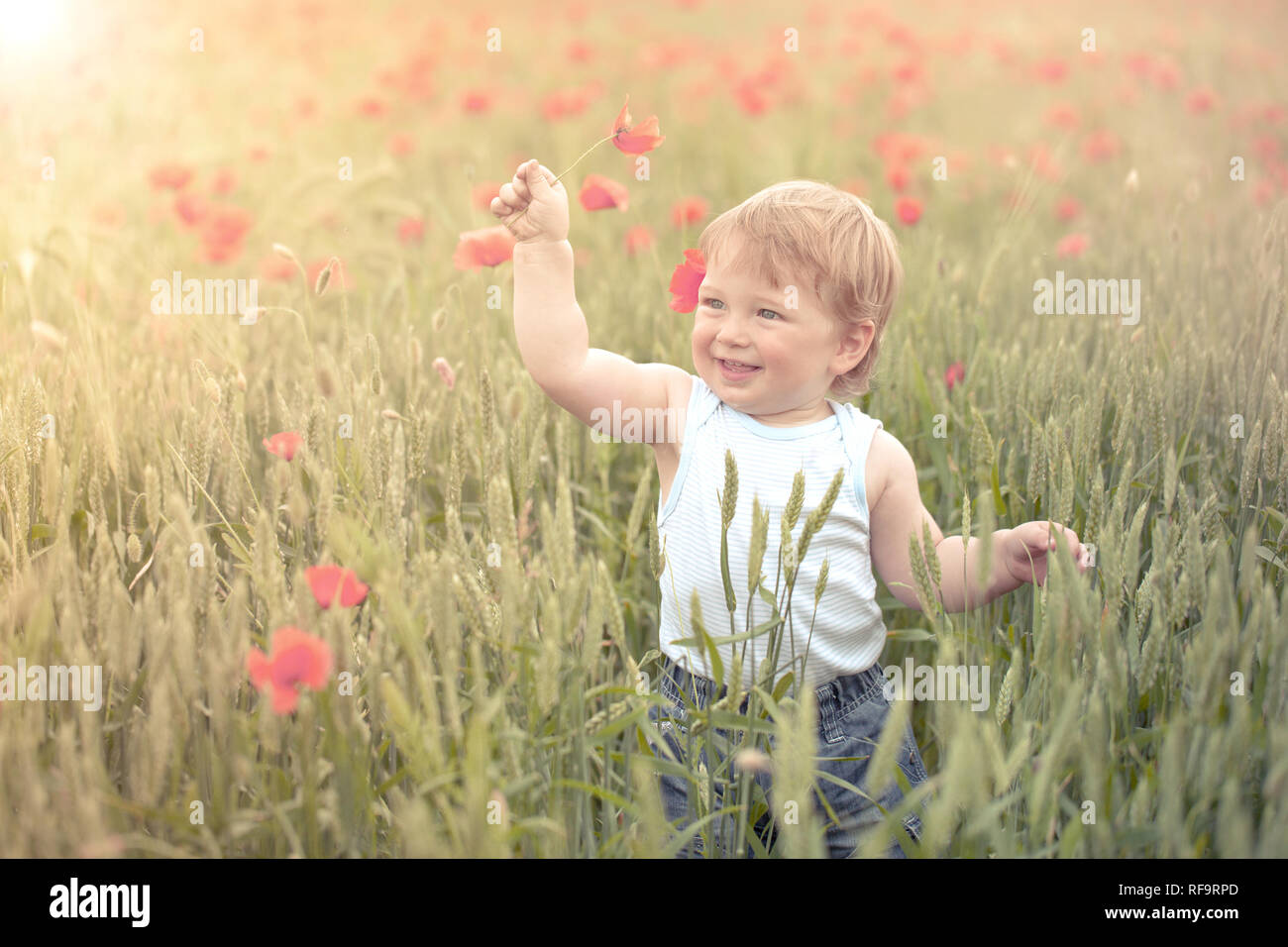 Little boy in poppy field Stock Photo - Alamy