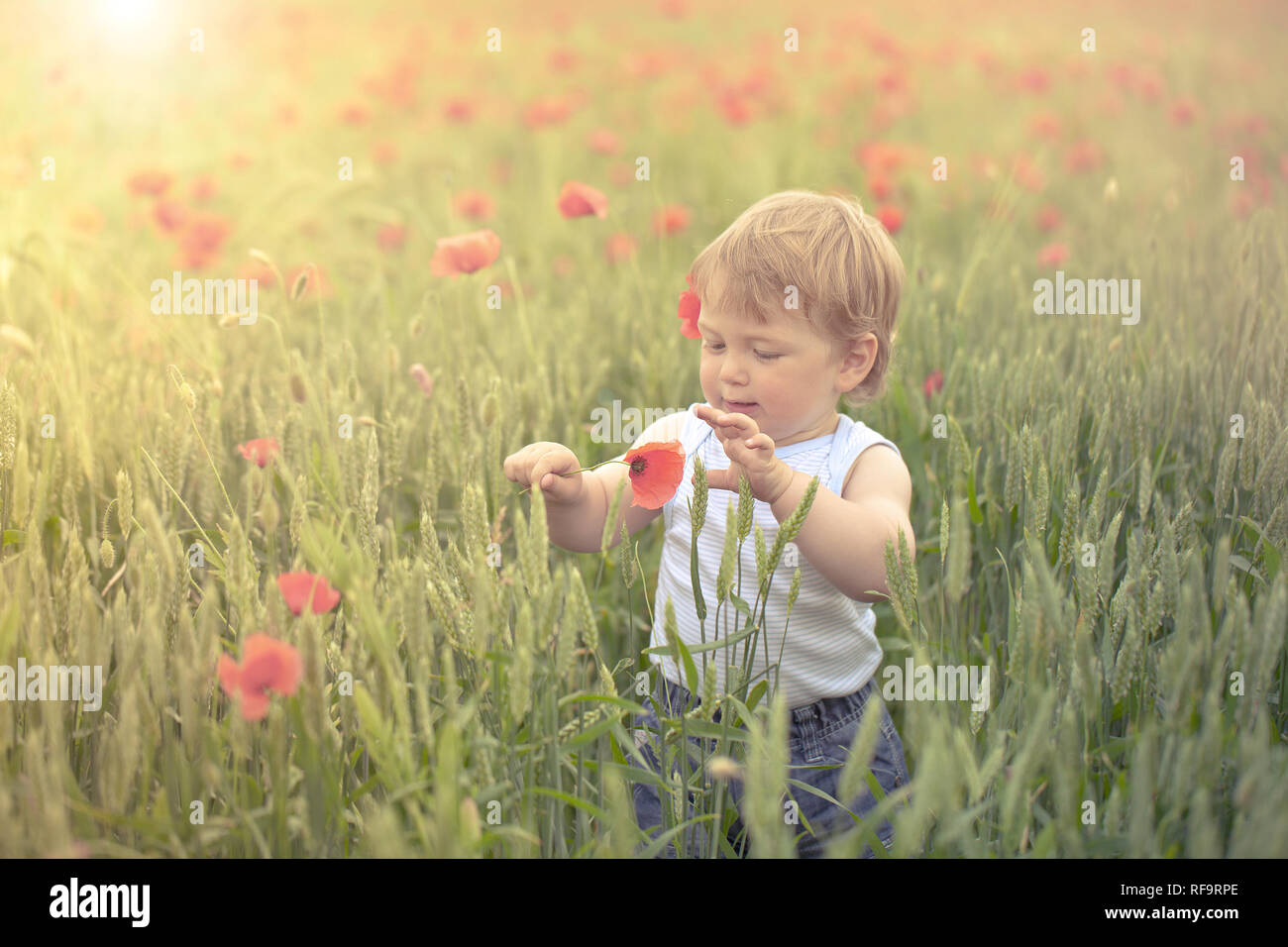 Little boy in poppy field Stock Photo - Alamy