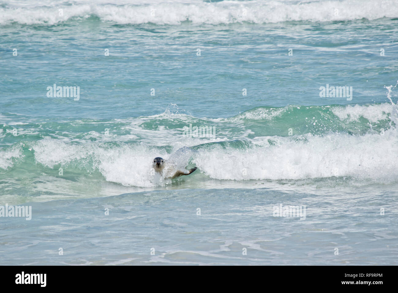 the sea lion is riding on the surf at Seal Bay Stock Photo - Alamy