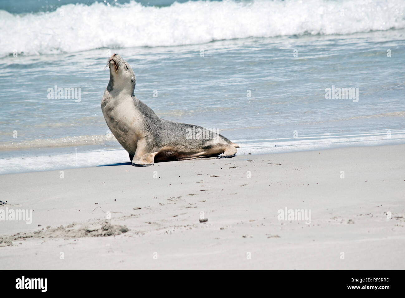 this is a side view of a sea lion Stock Photo - Alamy
