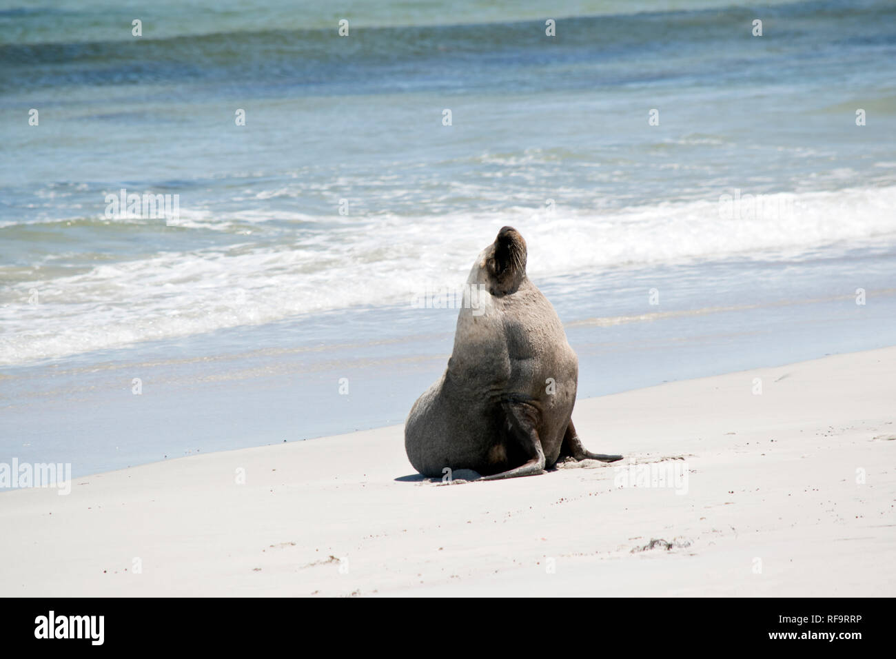 Male sea lion hi-res stock photography and images - Alamy
