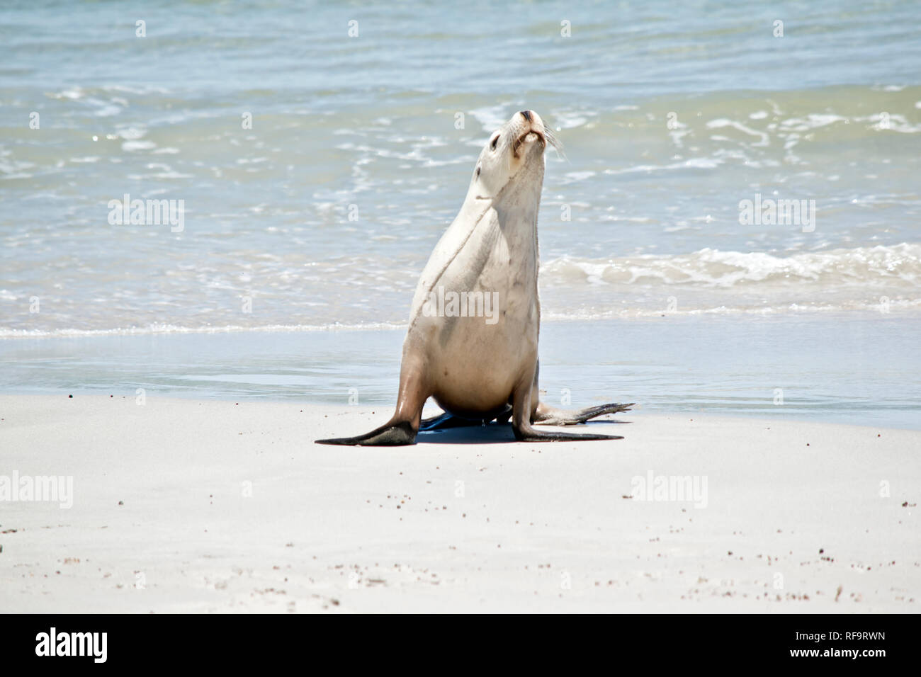 the sea lion has just come out of the water and is walking on the sand ...