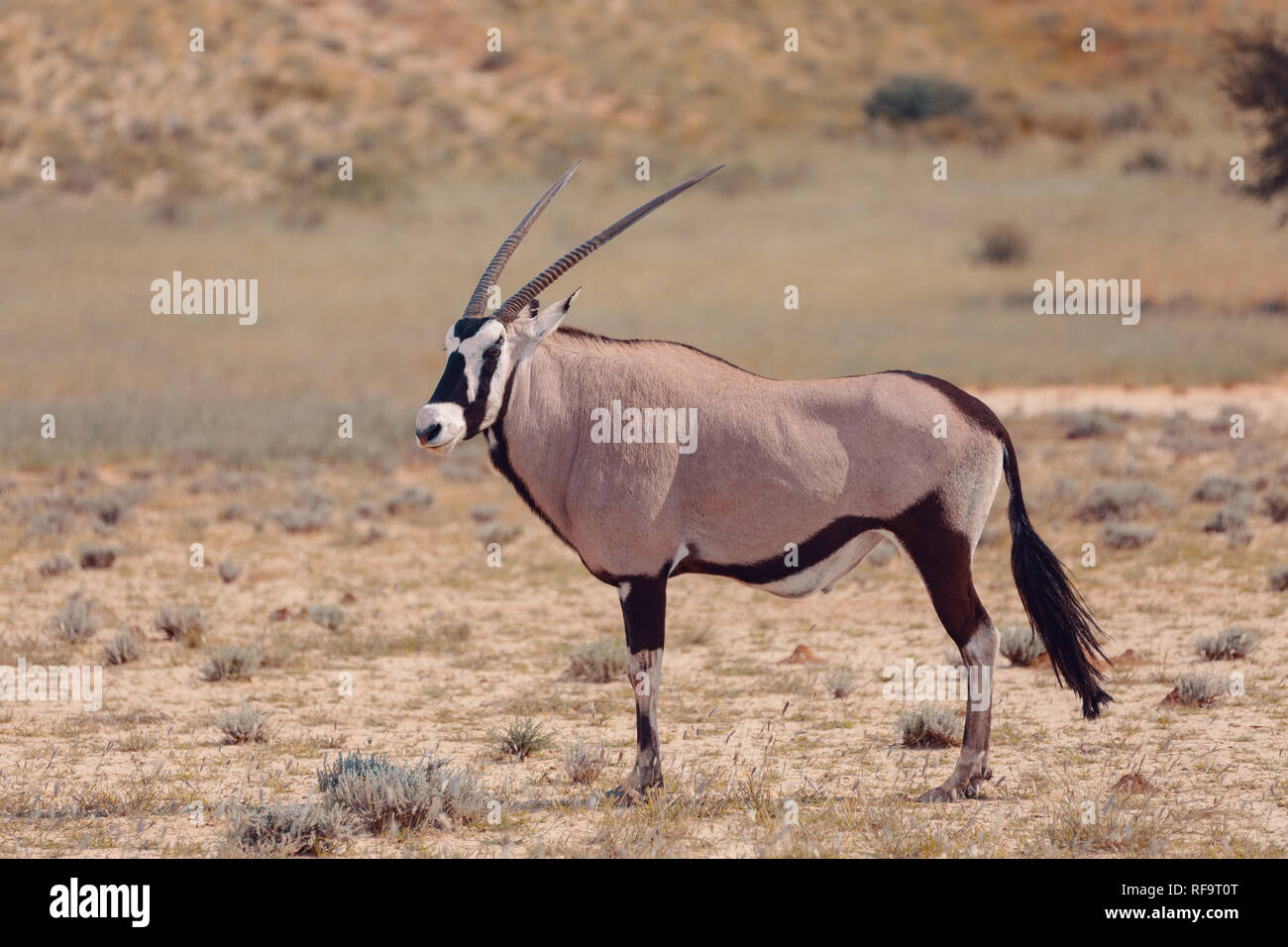 Gemsbok, Oryx gazella in Kalahari, green desert with tall grass after ...