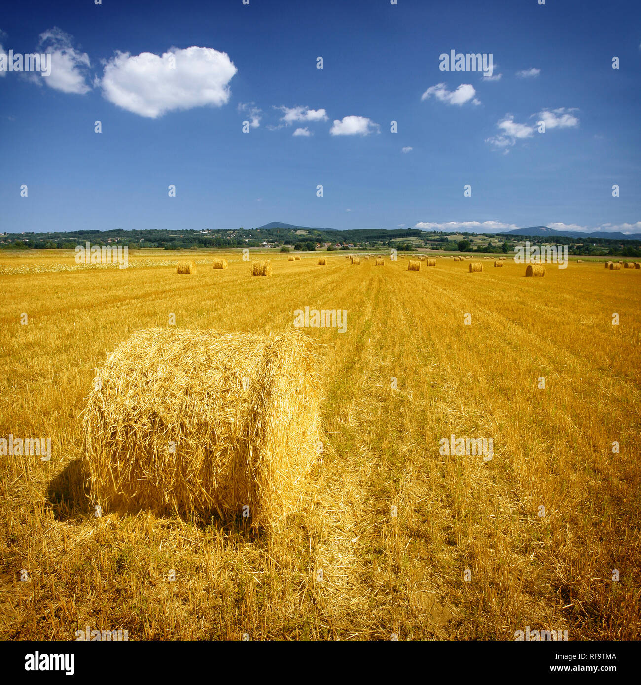 Farm field with hay bales Stock Photo - Alamy