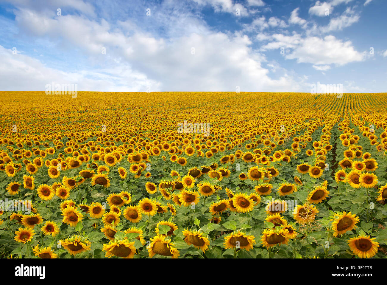 Beautiful sunflower field in summer Stock Photo - Alamy