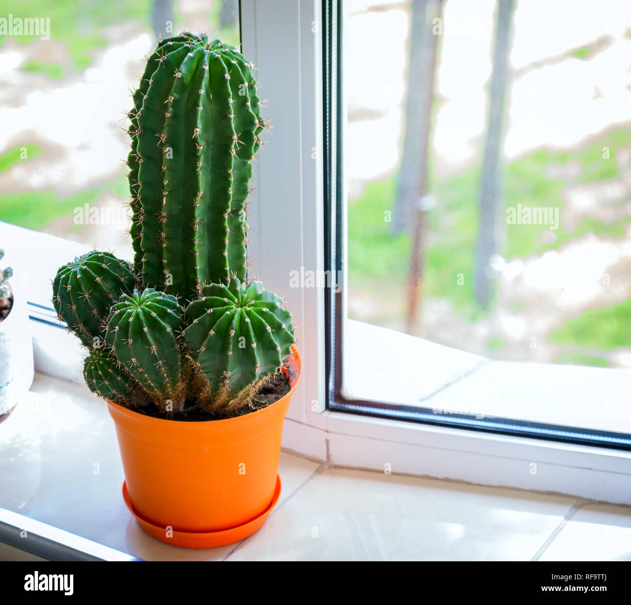 In a flower pot on the windowsill grows cactus with shoots Stock Photo ...
