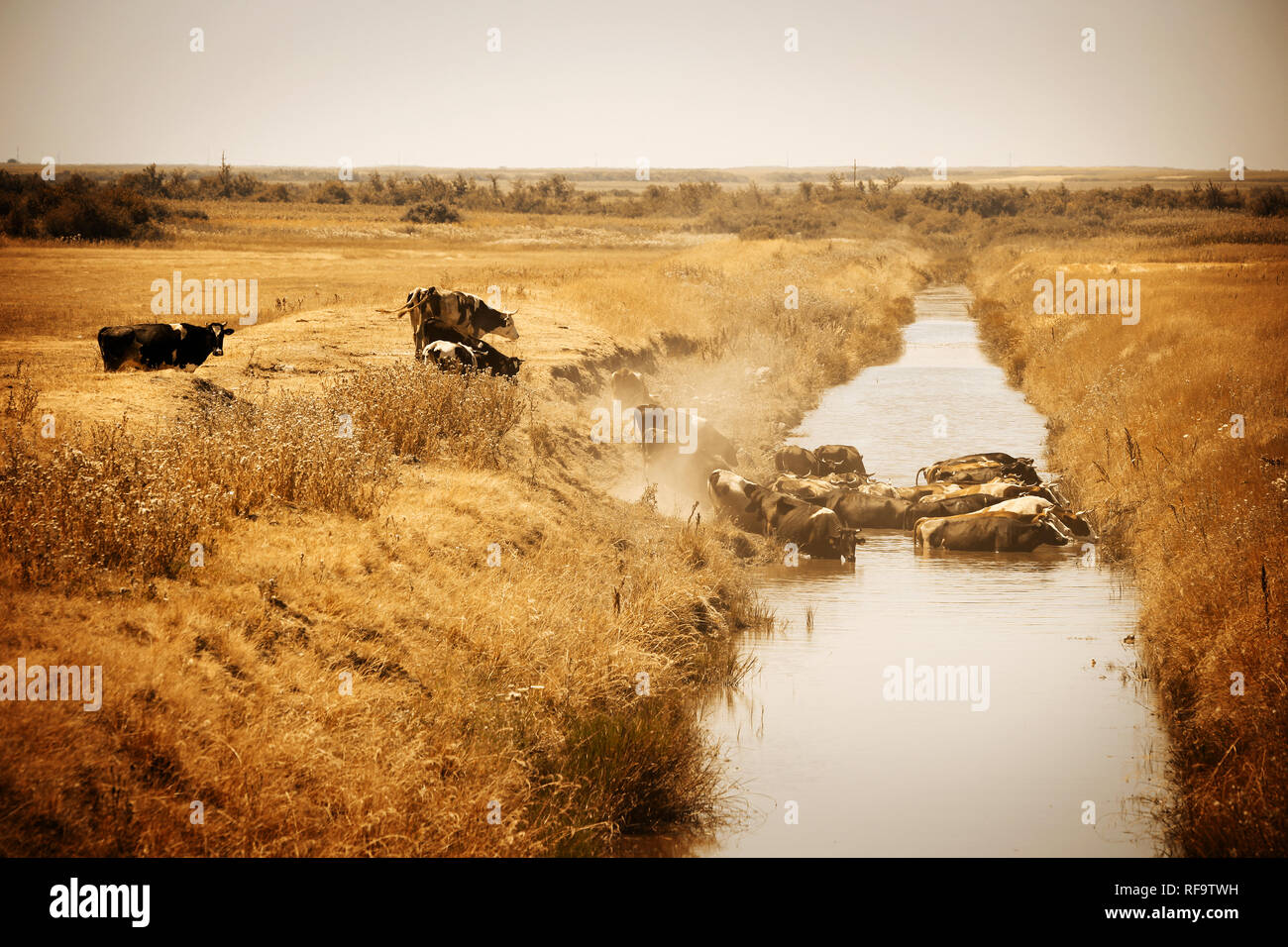 Cattle cooling in the water in hot summer Stock Photo - Alamy