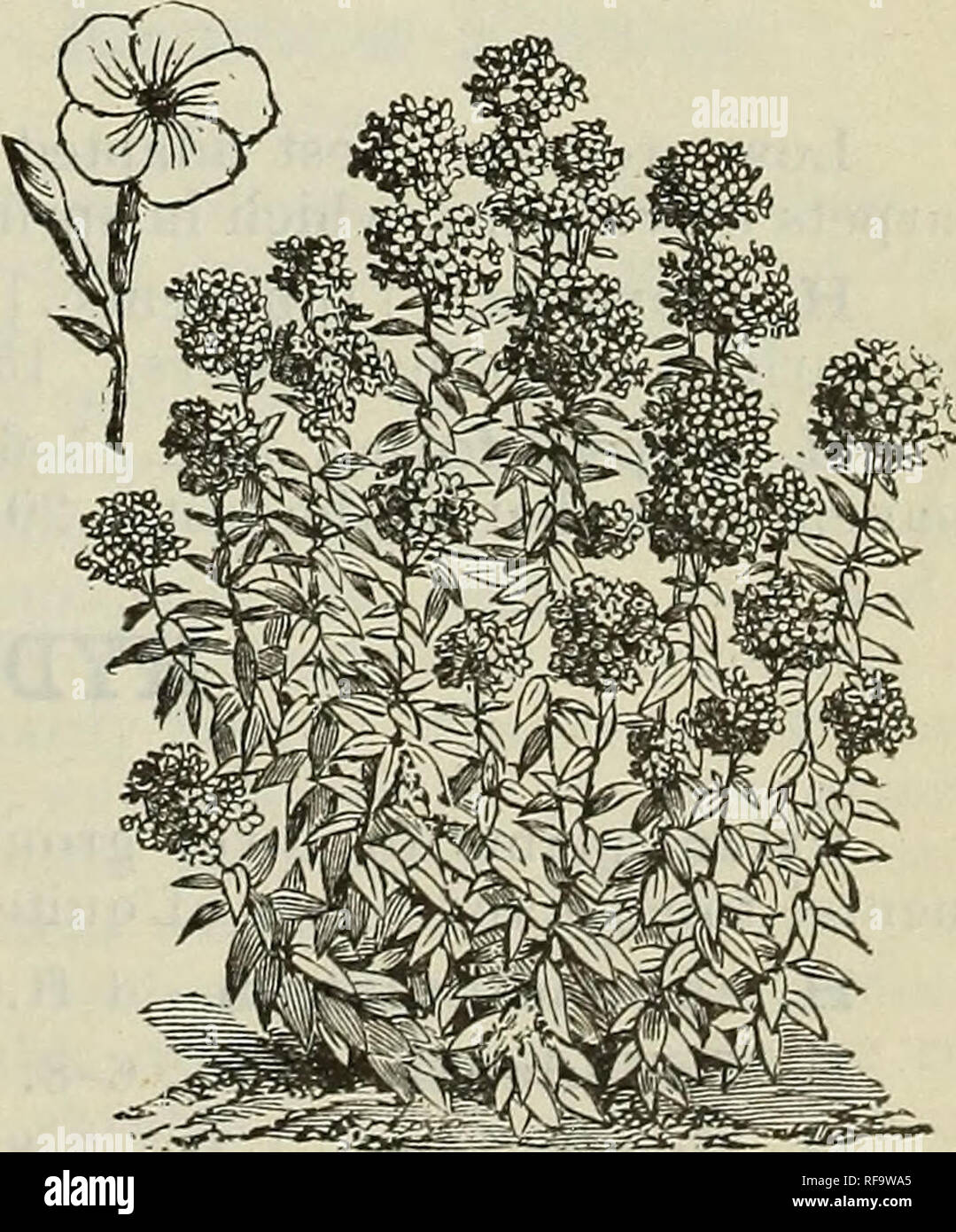 Deep leaf lobes hi-res stock photography and images - Alamy