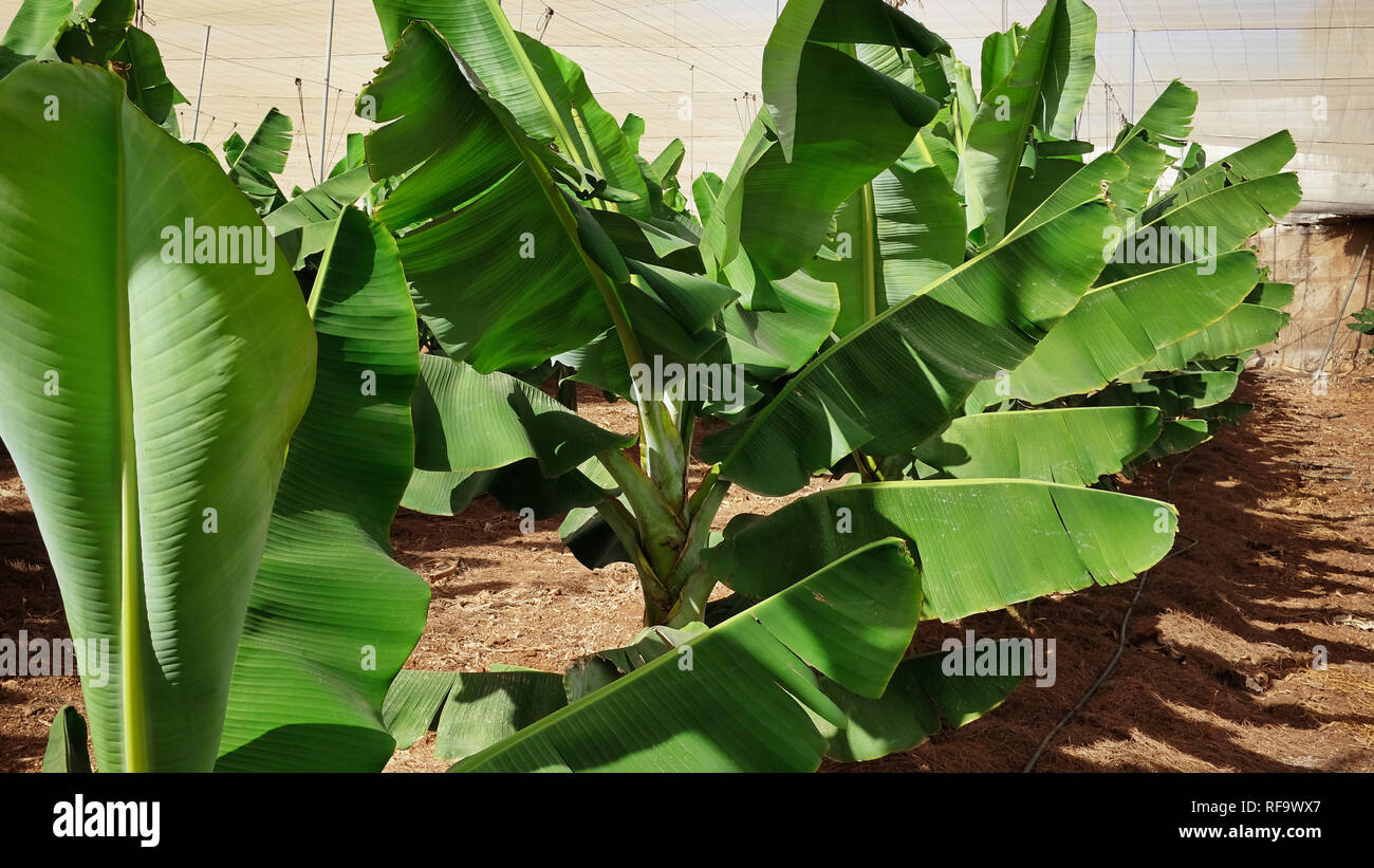Small beautiful and healthy banana trees in a typical commercial ...