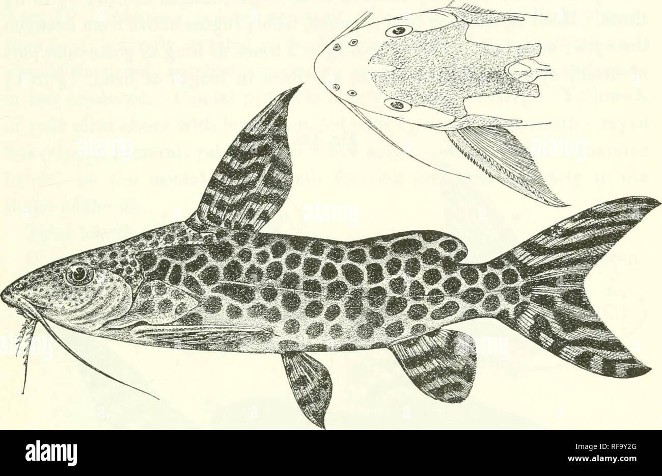 Tectiform hi-res stock photography and images - Alamy