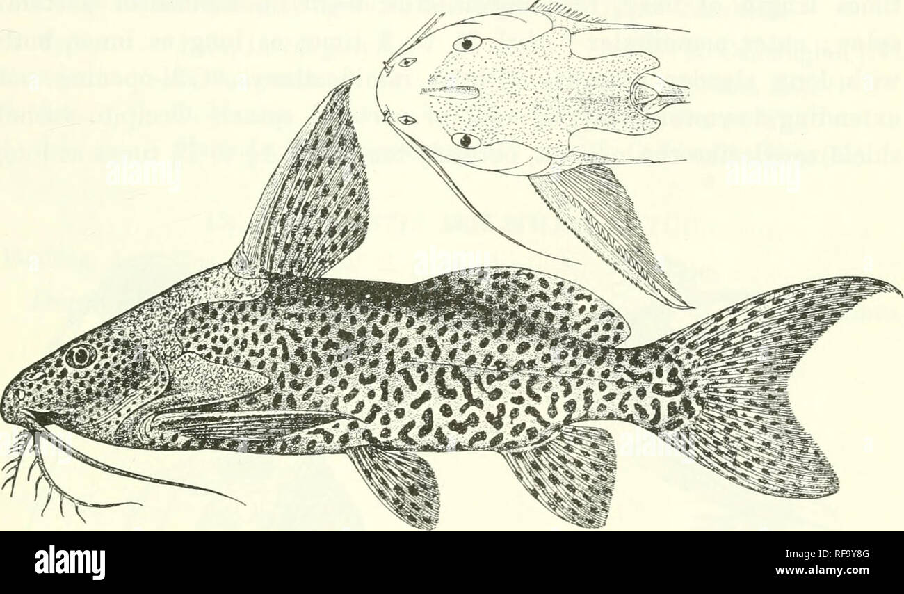 Maxillary barbel hi-res stock photography and images - Alamy