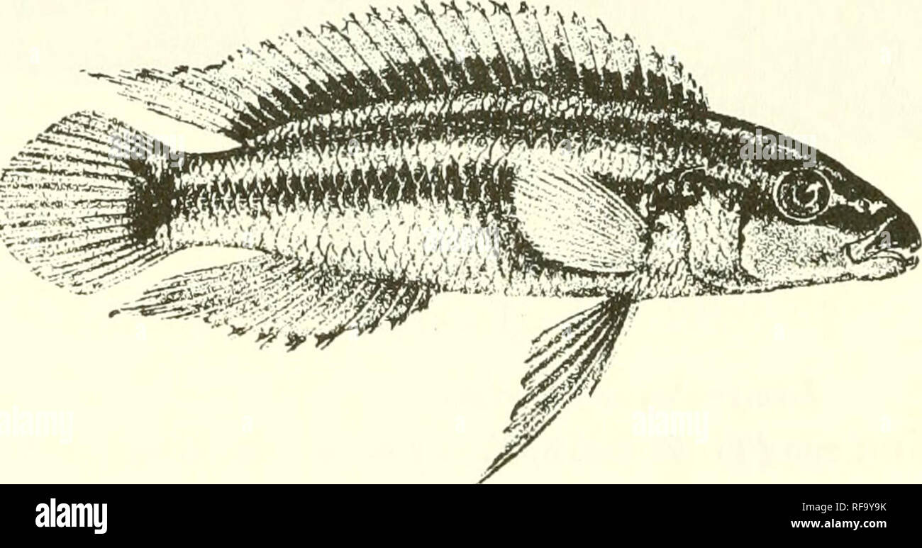 Lateral lines on animals hi-res stock photography and images - Alamy