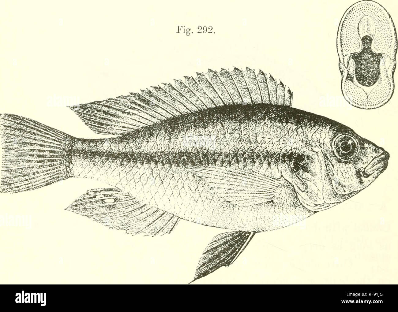 Ctenoid Scales High Resolution Stock Photography and Images - Alamy