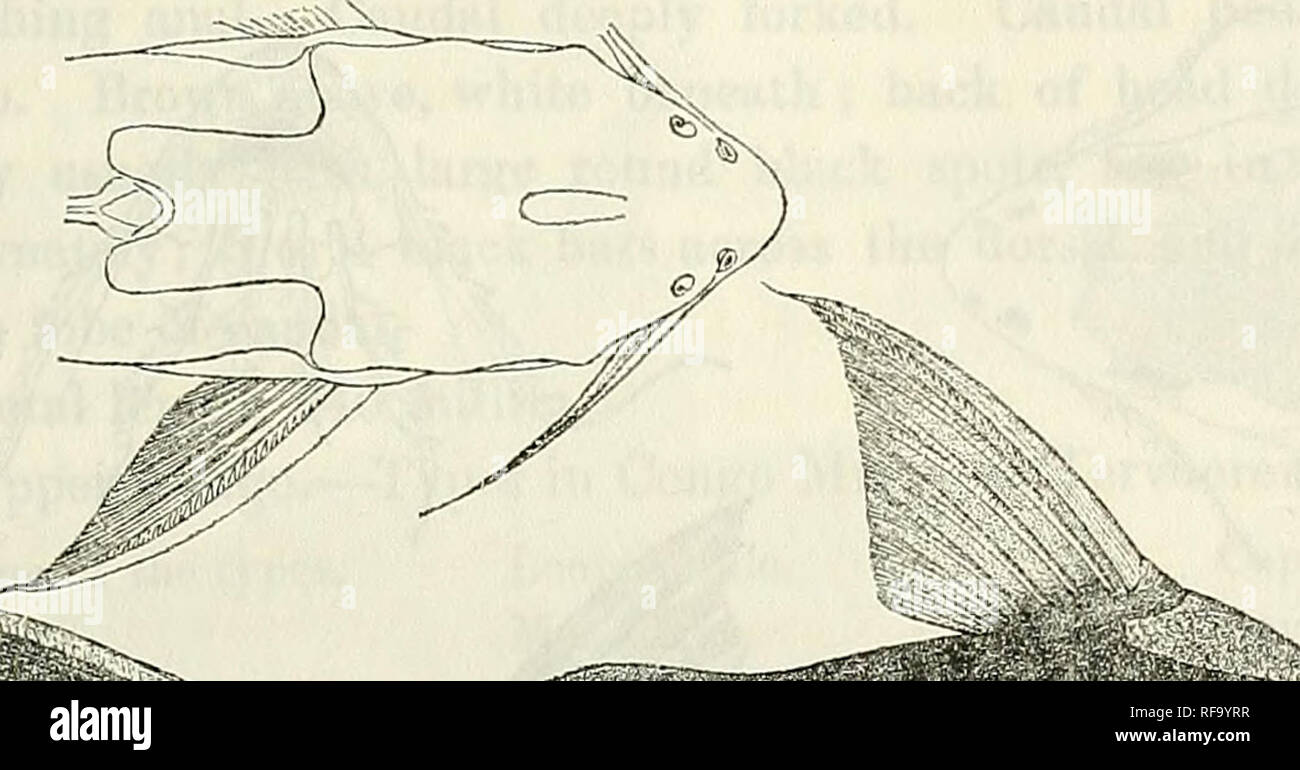 Maxillary barbel hi-res stock photography and images - Alamy