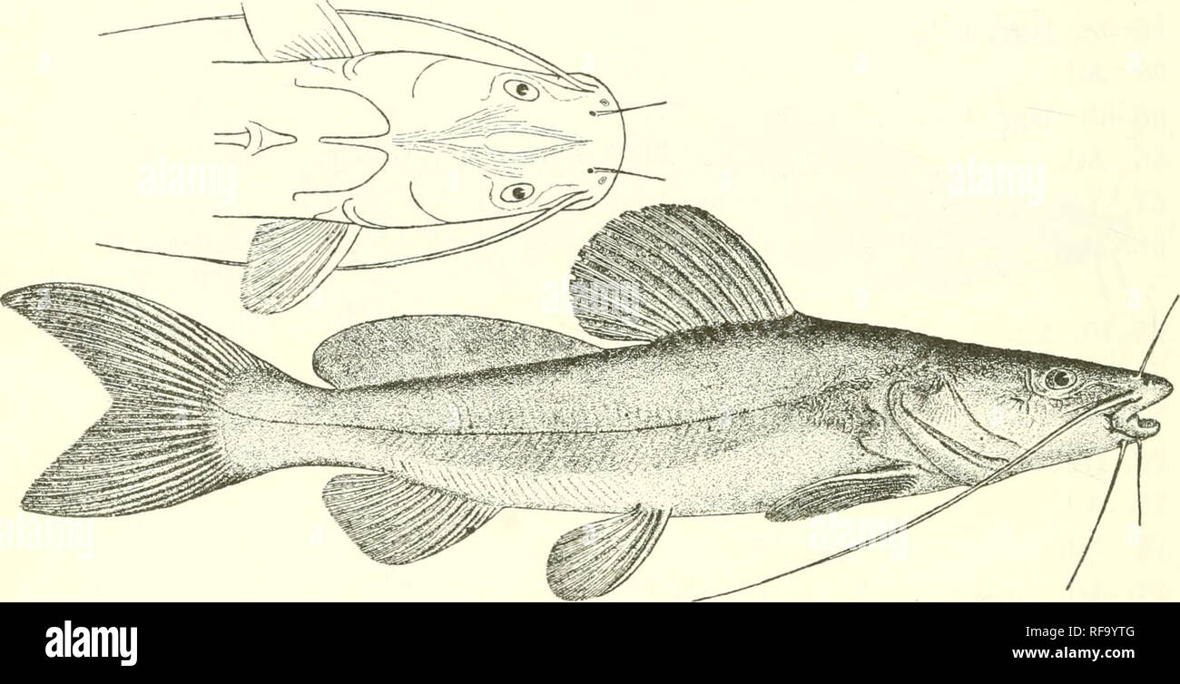 . Catalogue of the fresh-water fishes of Africa in the British Museum ...