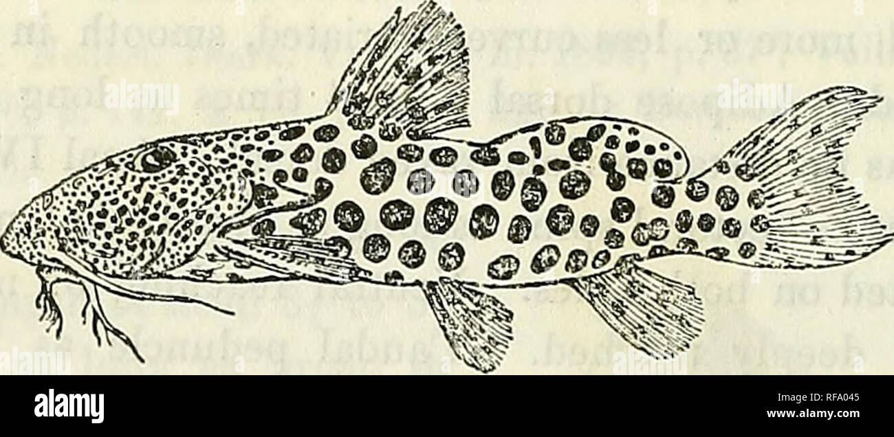 . Catalogue of the fresh-water fishes of Africa in the British Museum ...