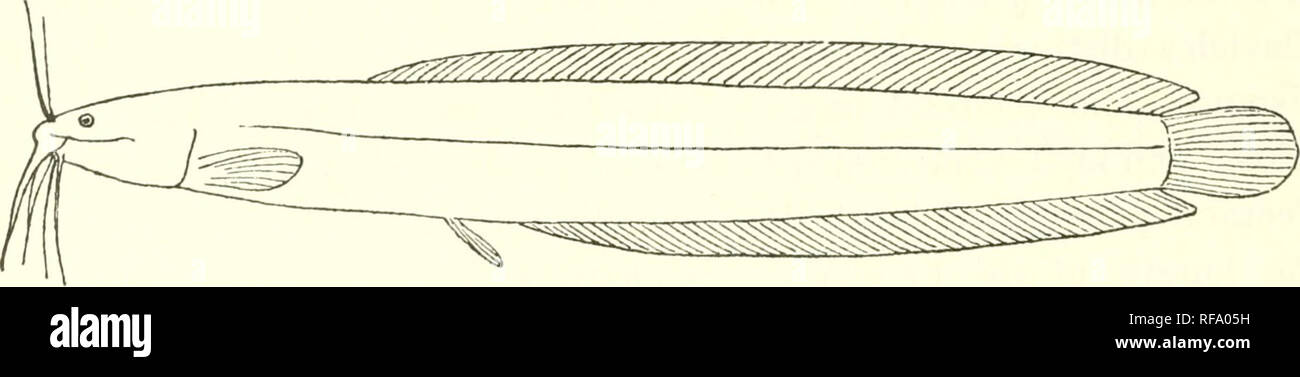 Maxillary barbel hi-res stock photography and images - Alamy