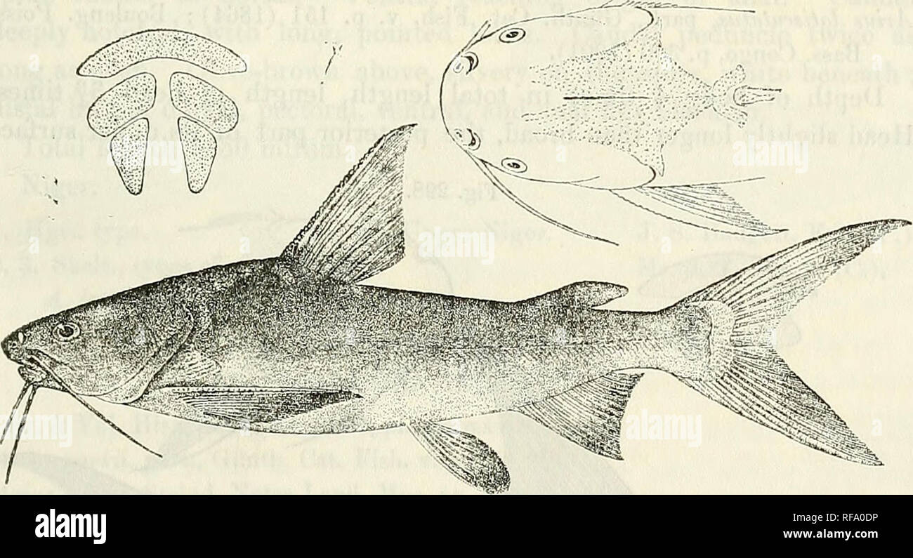 . Catalogue of the fresh-water fishes of Africa in the British Museum ...