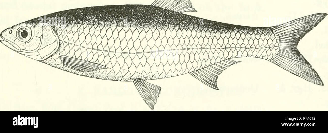 Barilius hi-res stock photography and images - Alamy