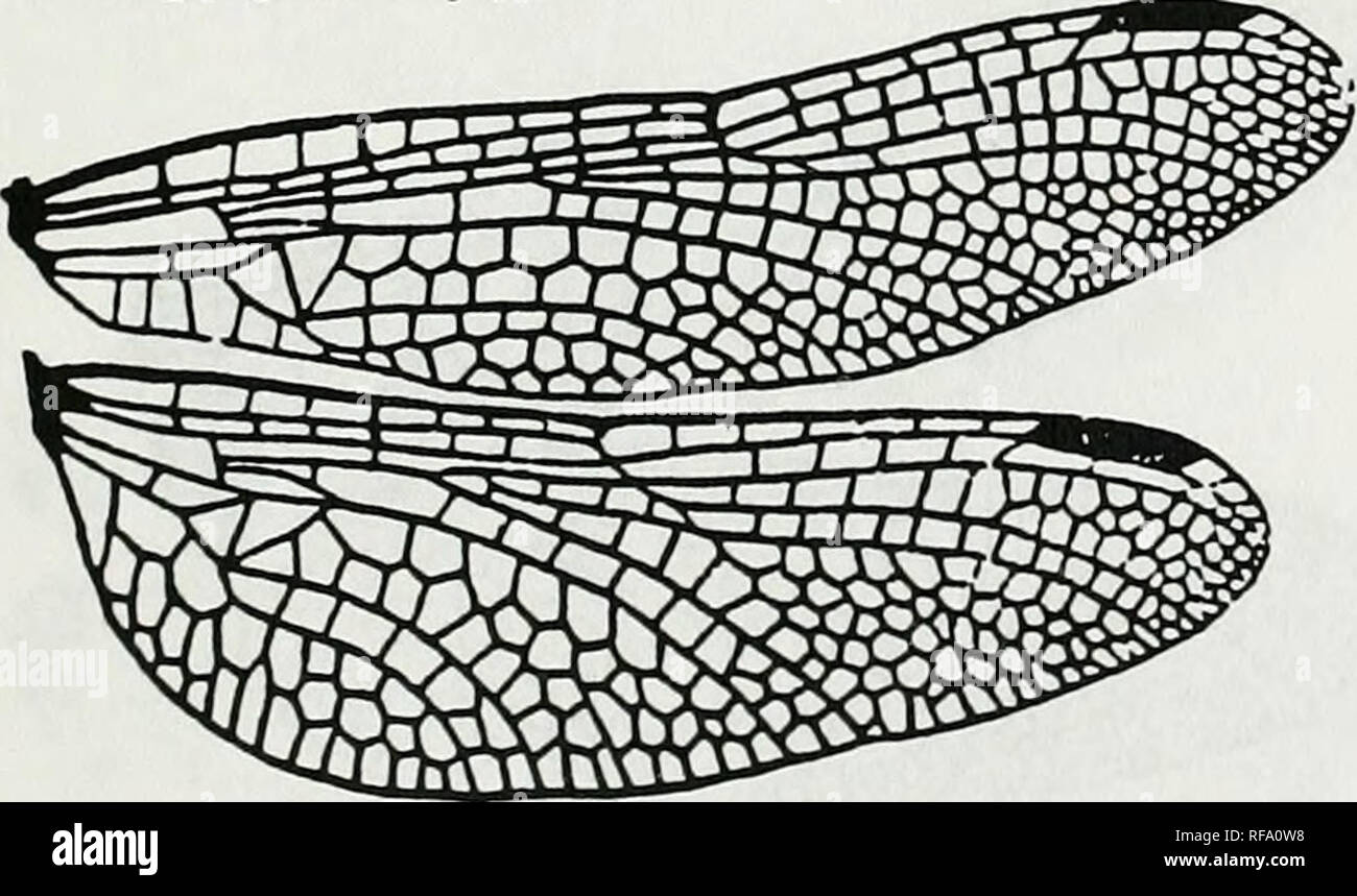 . Catalogue of the family-group, genus-group and species-group names of ...