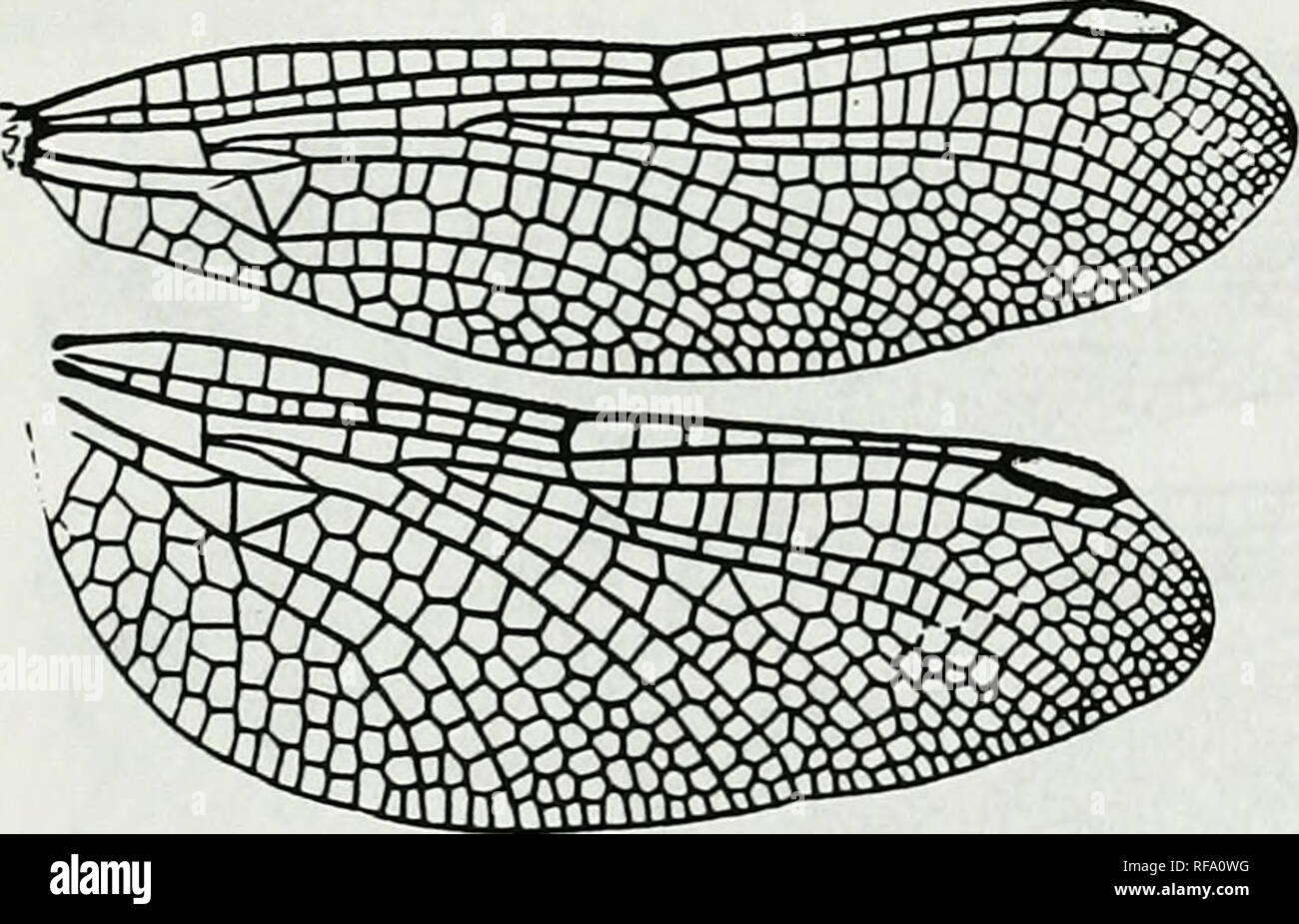 . Catalogue of the family-group, genus-group and species-group names of ...