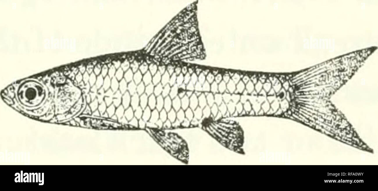 Bumba africa hi-res stock photography and images - Alamy