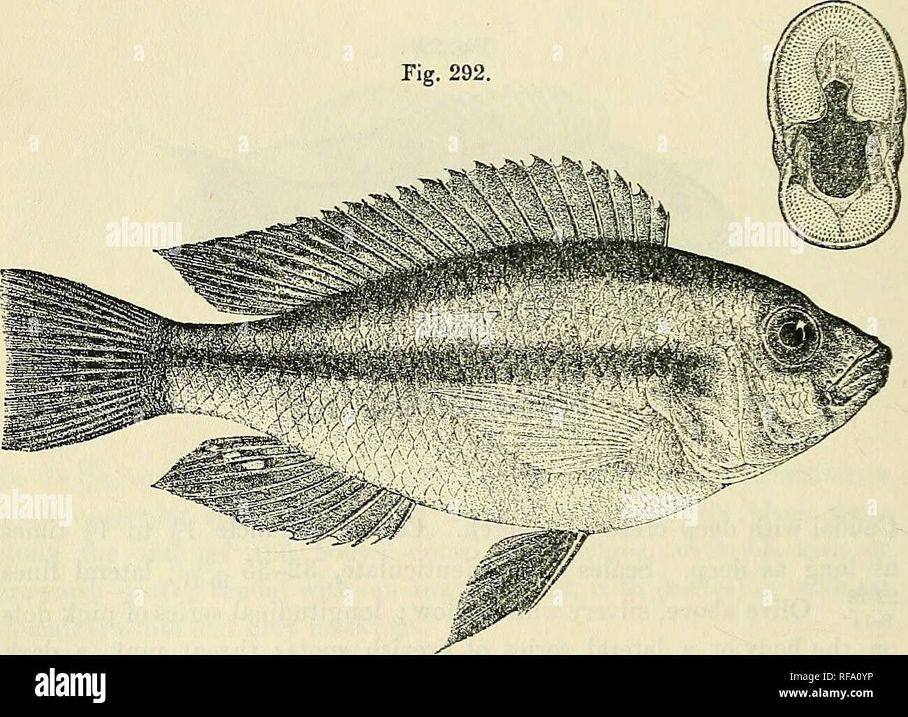 . Catalogue of the fresh-water fishes of Africa in the British Museum ...