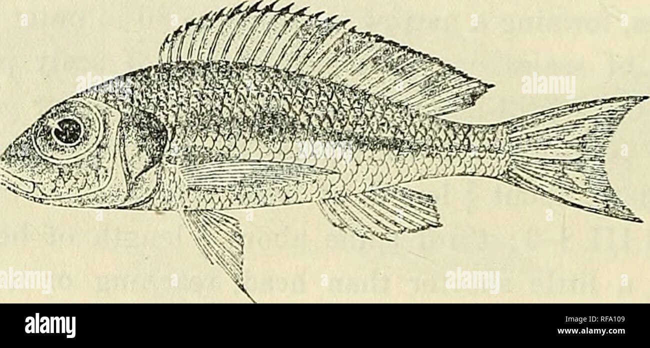. Catalogue of the fresh-water fishes of Africa in the British Museum ...