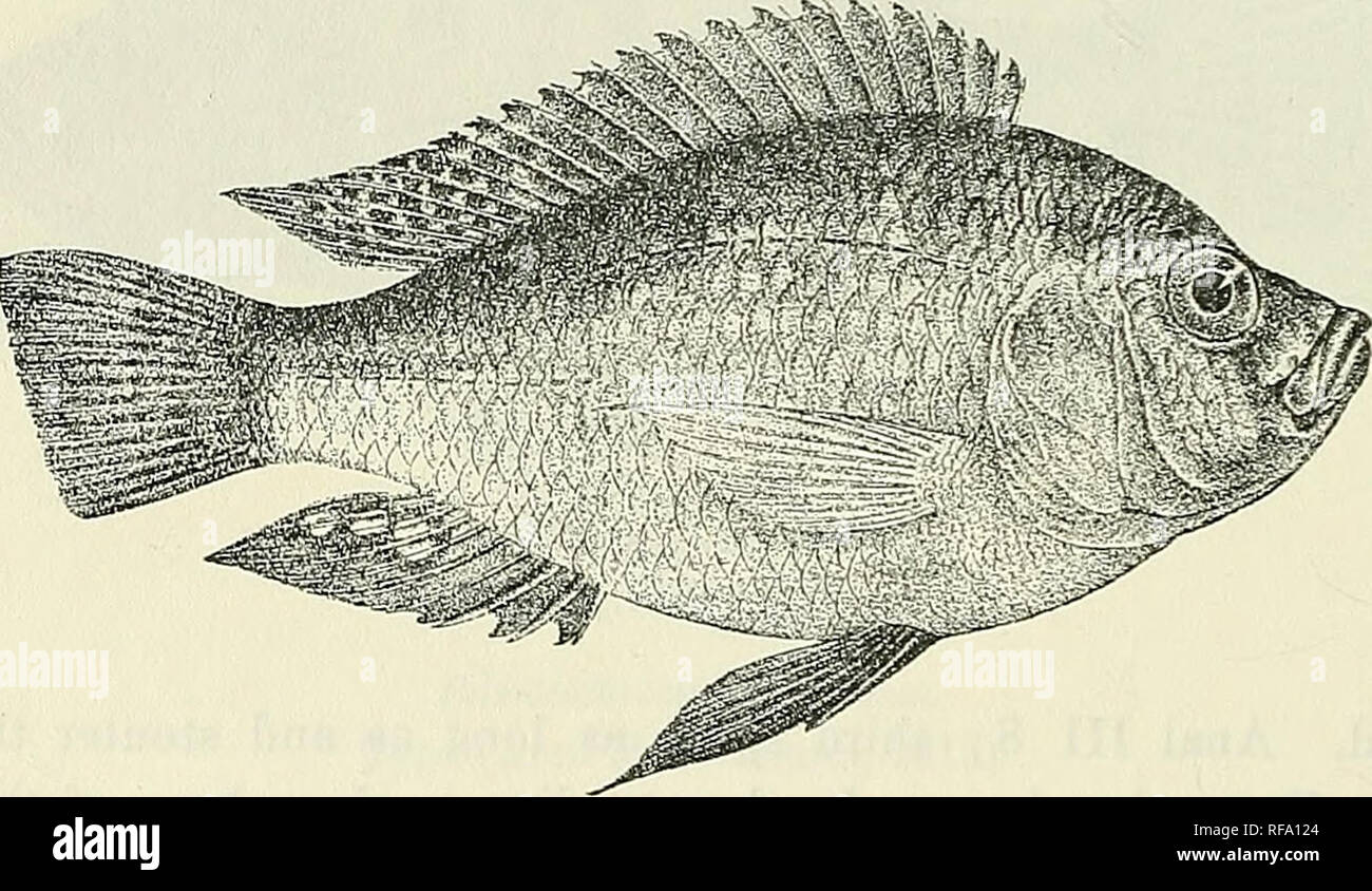 . Catalogue of the fresh-water fishes of Africa in the British Museum ...