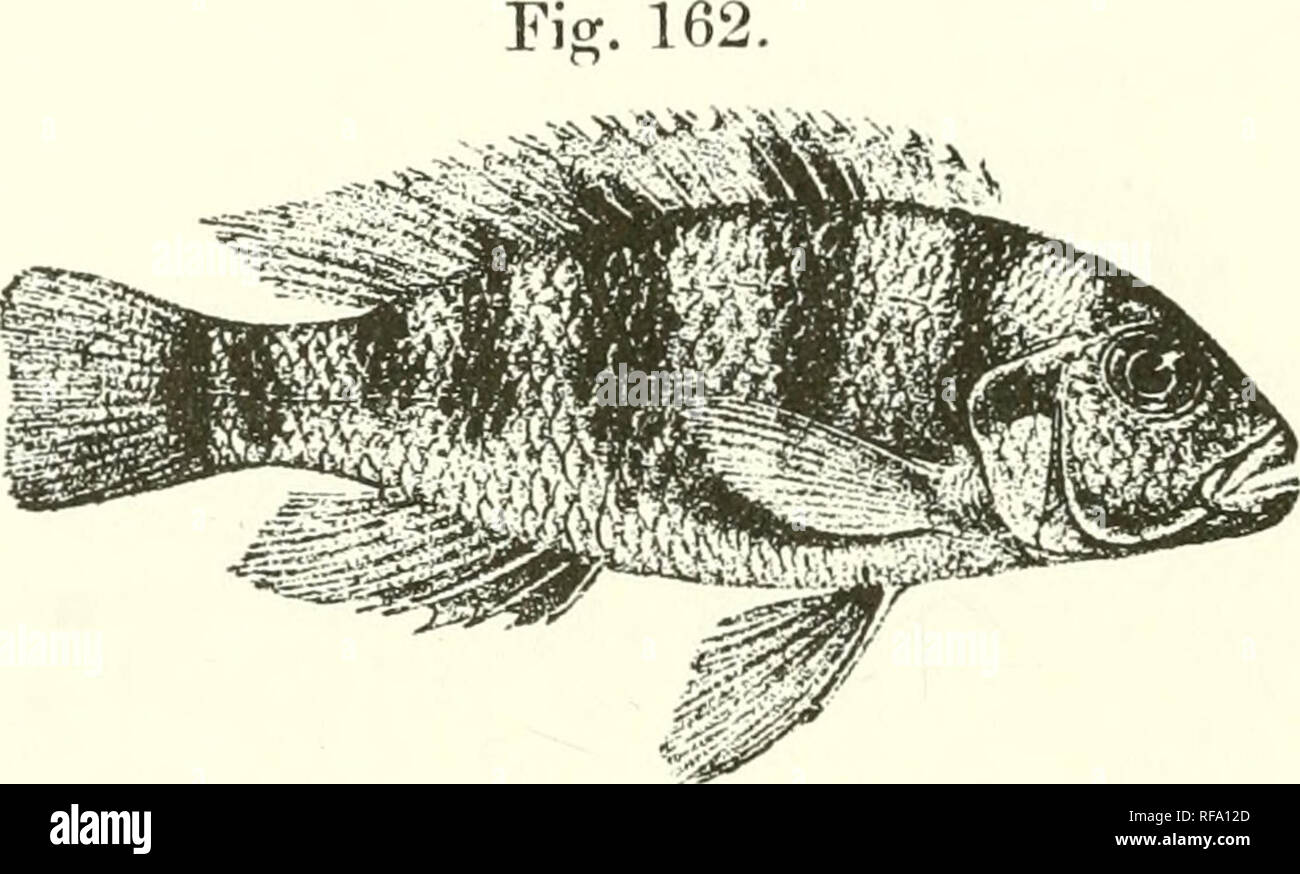 Strong jaw profile hi-res stock photography and images - Alamy