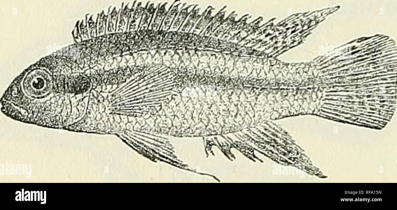 . Catalogue of the fresh-water fishes of Africa in the British Museum ...