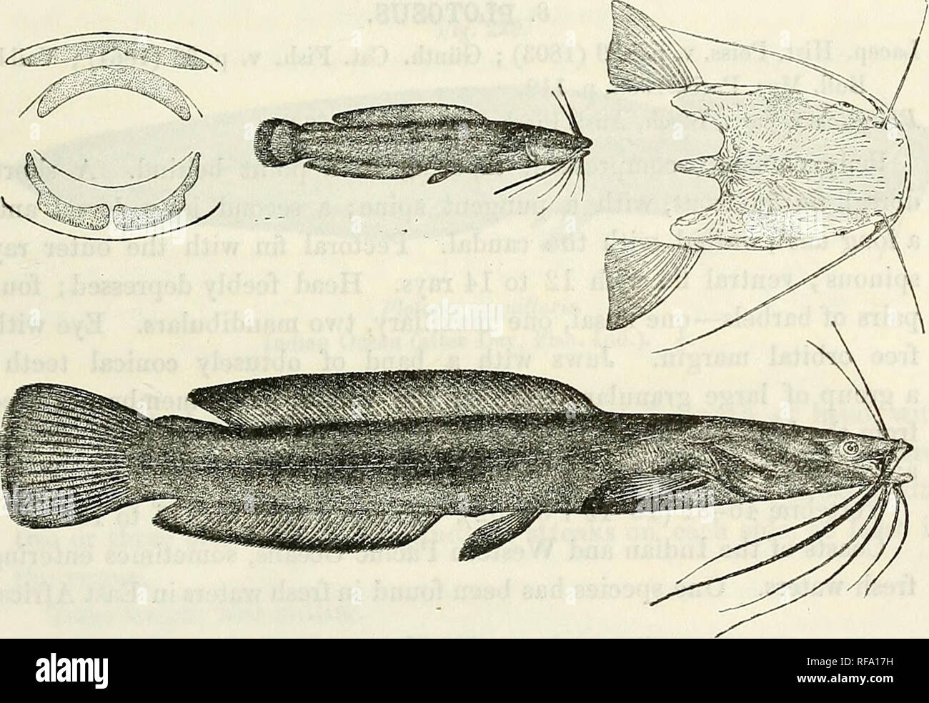 . Catalogue of the fresh-water fishes of Africa in the British Museum ...