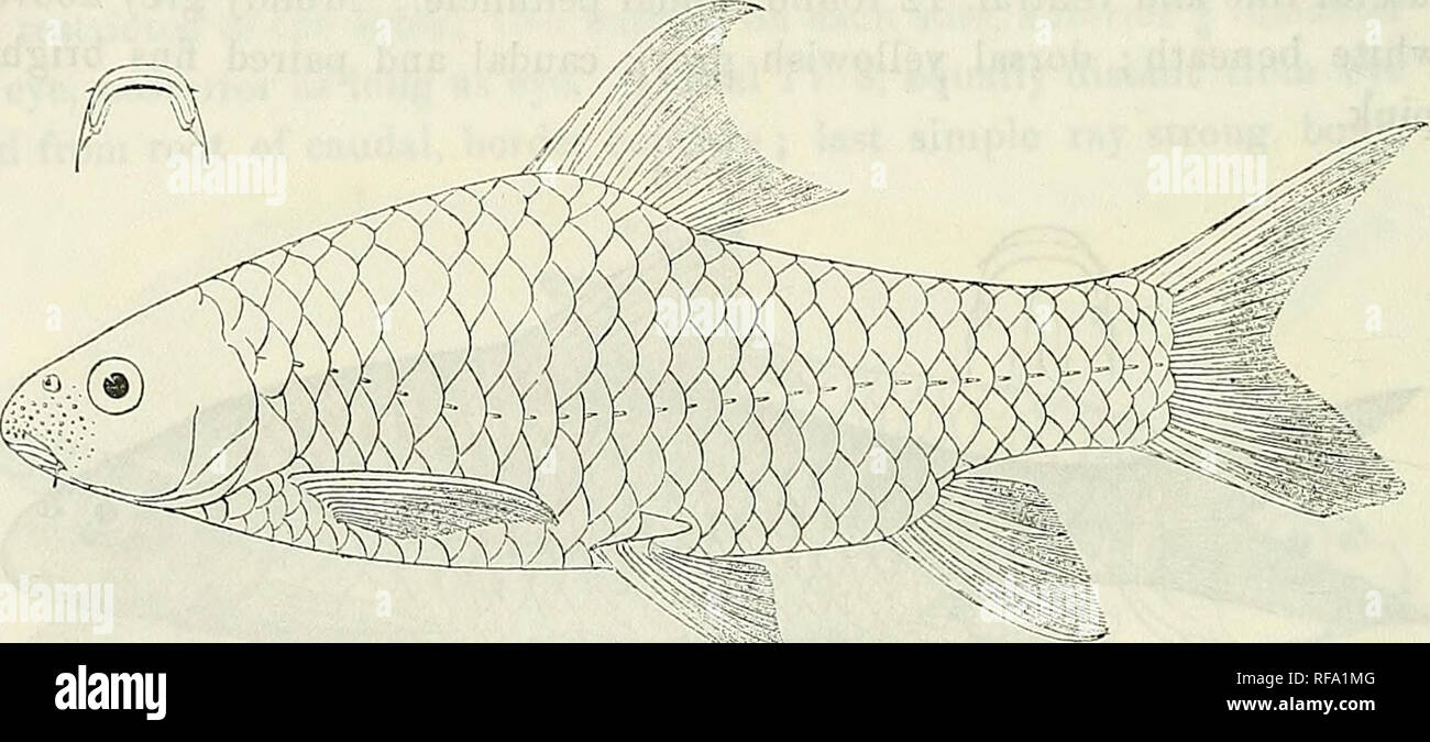 . Catalogue of the fresh-water fishes of Africa in the British Museum ...