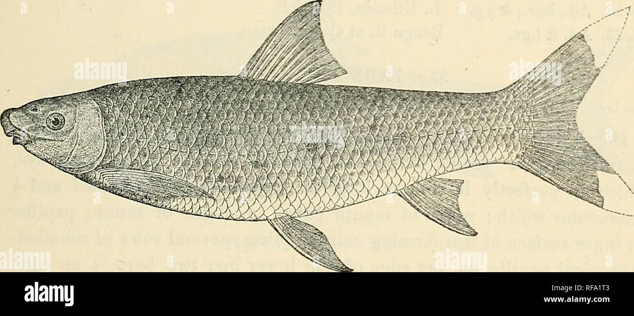 . Catalogue of the fresh-water fishes of Africa in the British Museum ...