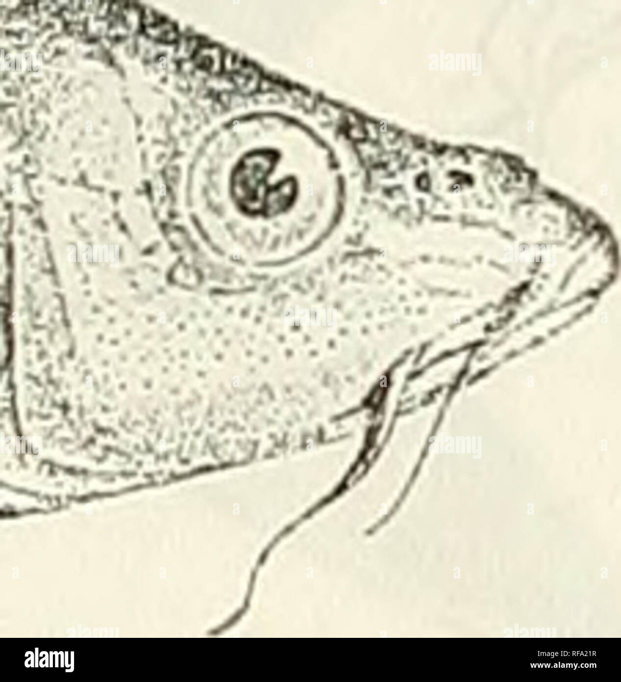 P n 564 hi-res stock photography and images - Alamy