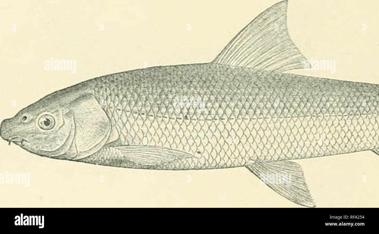 . Catalogue of the fresh-water fishes of Africa in the British Museum ...