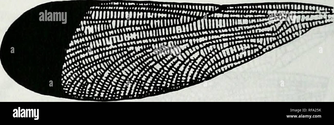 Polythore derivata hi-res stock photography and images - Alamy