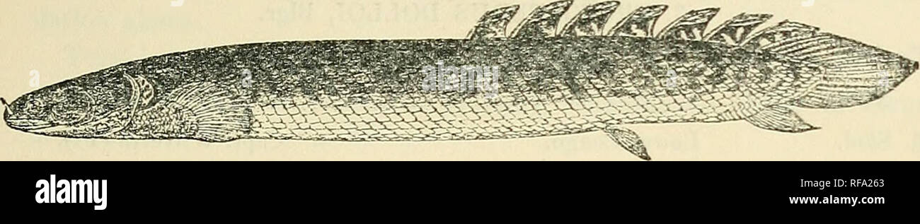 Polypterid hi-res stock photography and images - Alamy