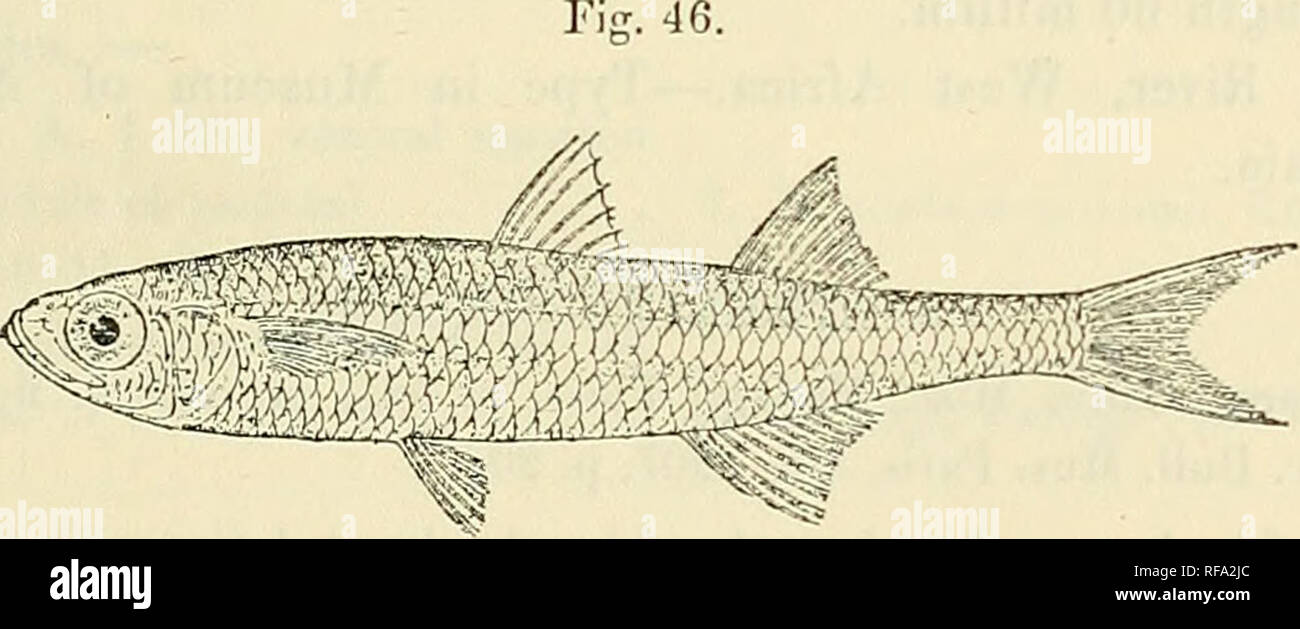 . Catalogue of the fresh-water fishes of Africa in the British Museum ...